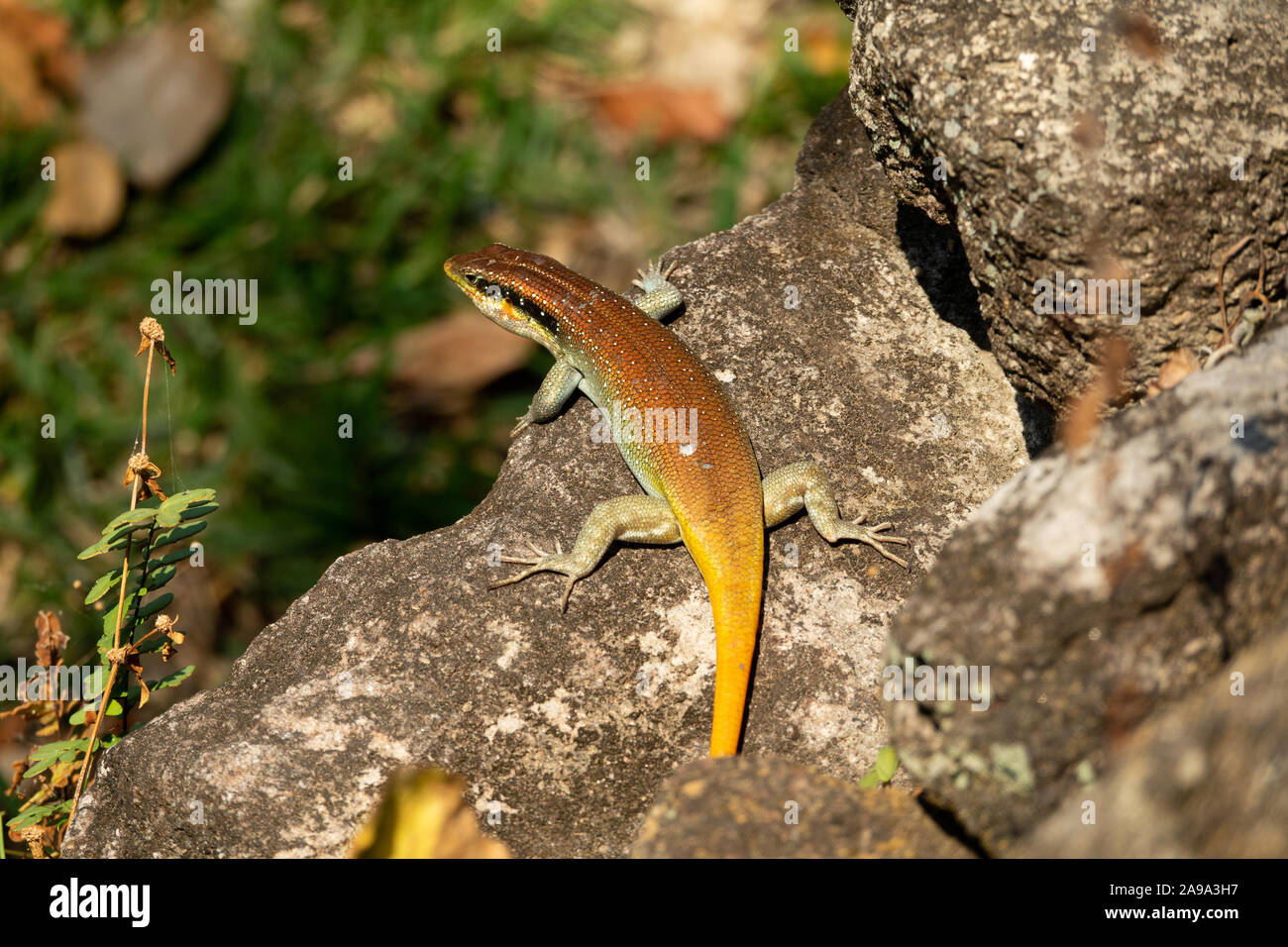 Scale lizard rock hi-res stock photography and images - Alamy