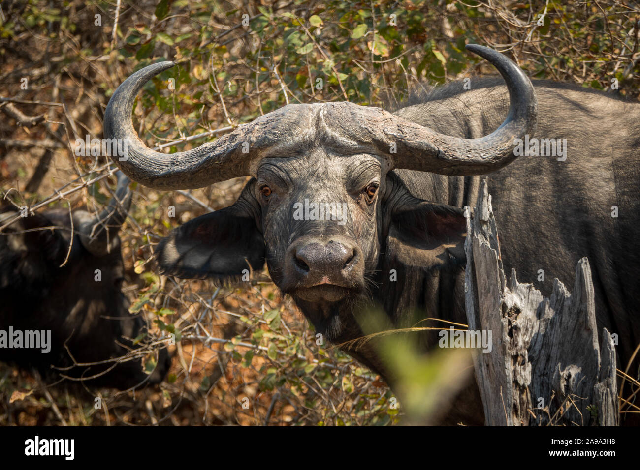 Wild buffalo head looking at the camera Stock Photo - Alamy