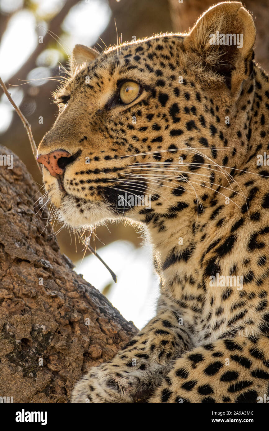 Leopard at tree top hi-res stock photography and images - Alamy