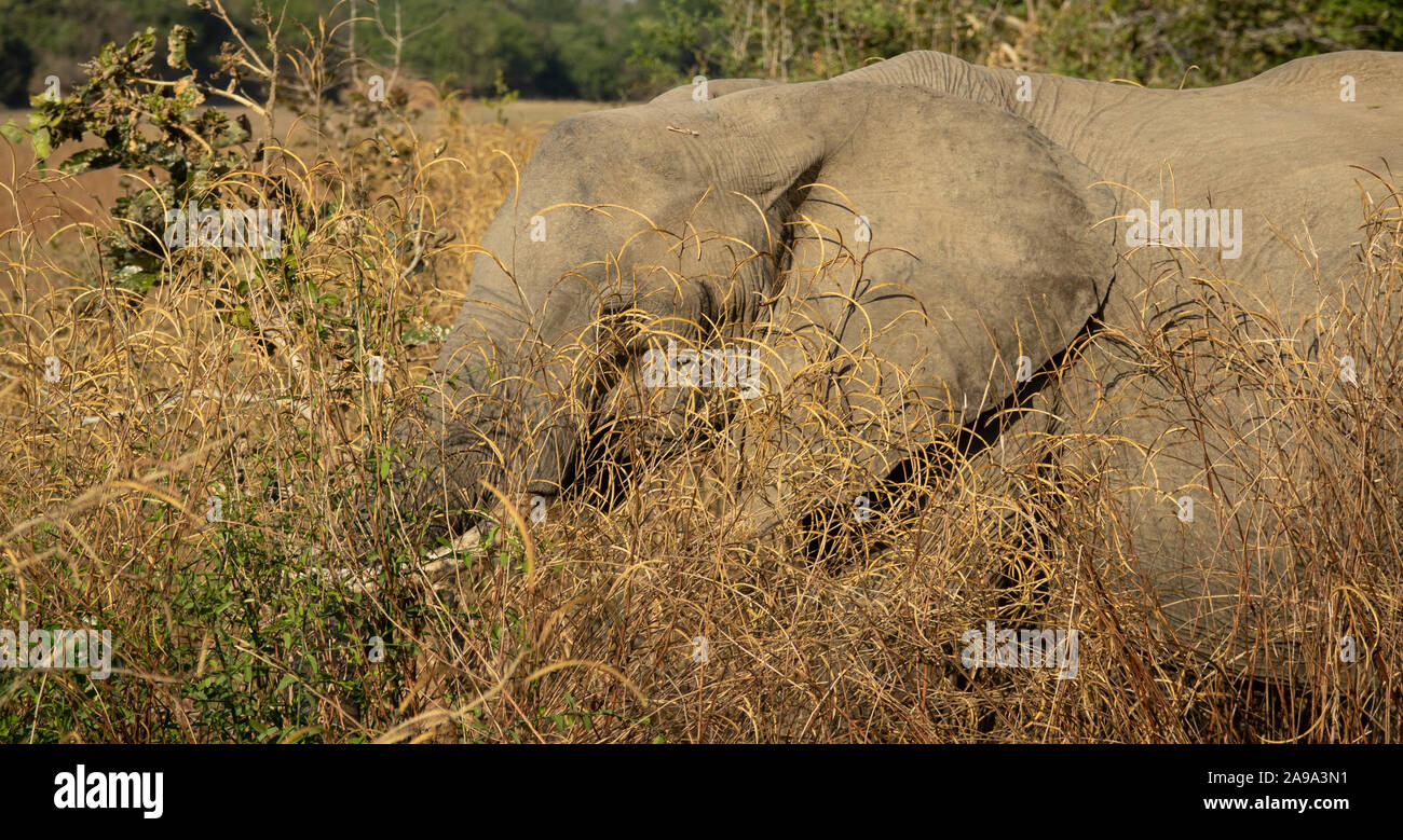 Elephant hidden behind the bush, side view Stock Photo - Alamy