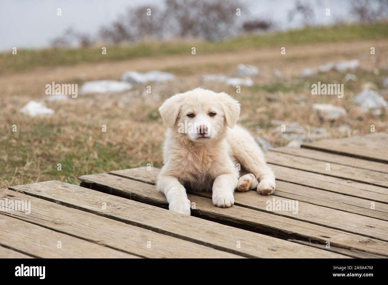 Cute little puppy chilling Stock Photo - Alamy
