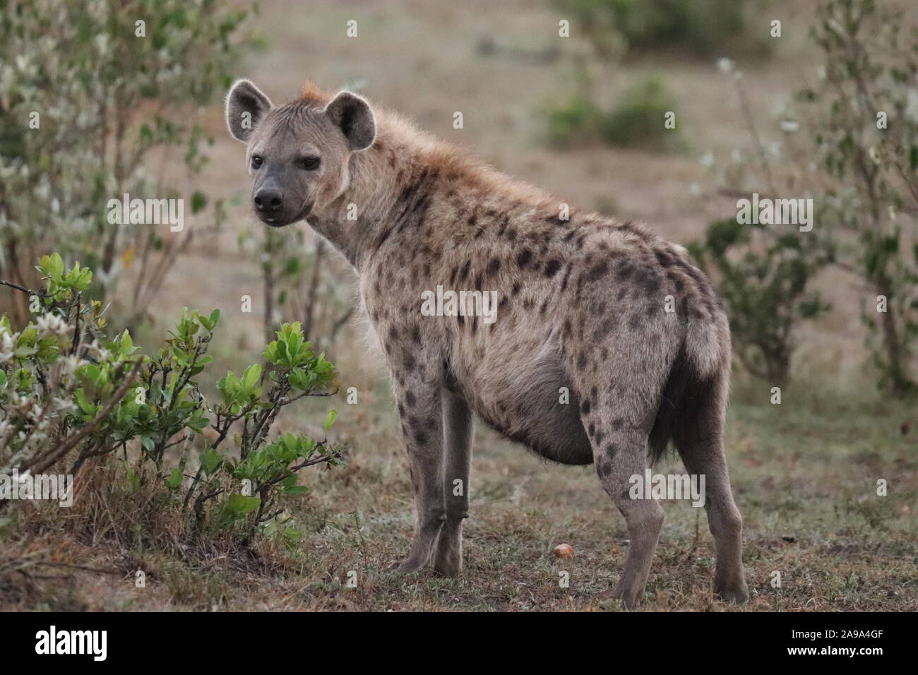 Female spotted hyena in the african savannah Stock Photo - Alamy