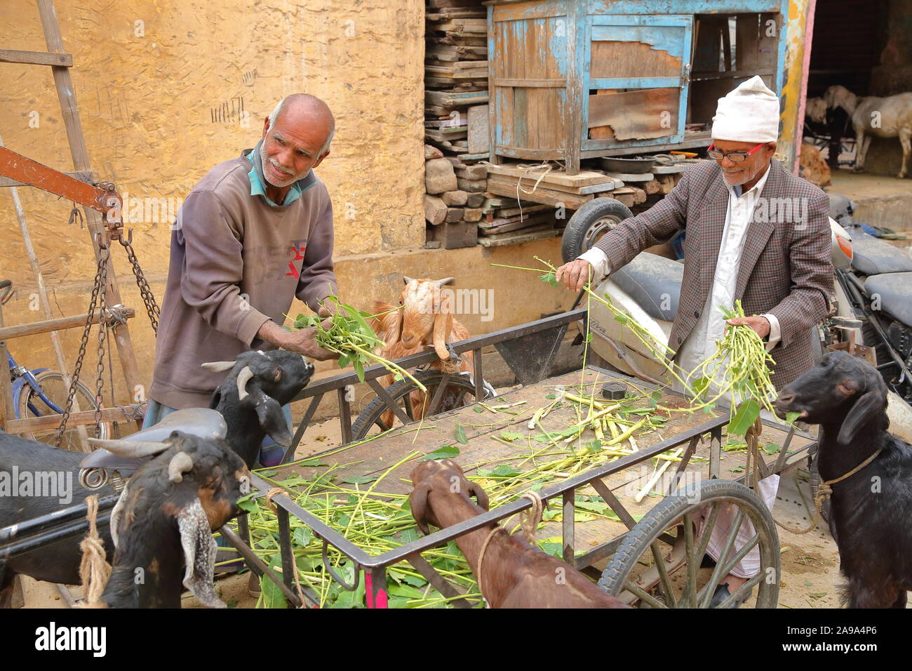 JAIPUR, RAJASTHAN, INDIA - DECEMBER 06, 2017: Rural life inside Jaipur ...
