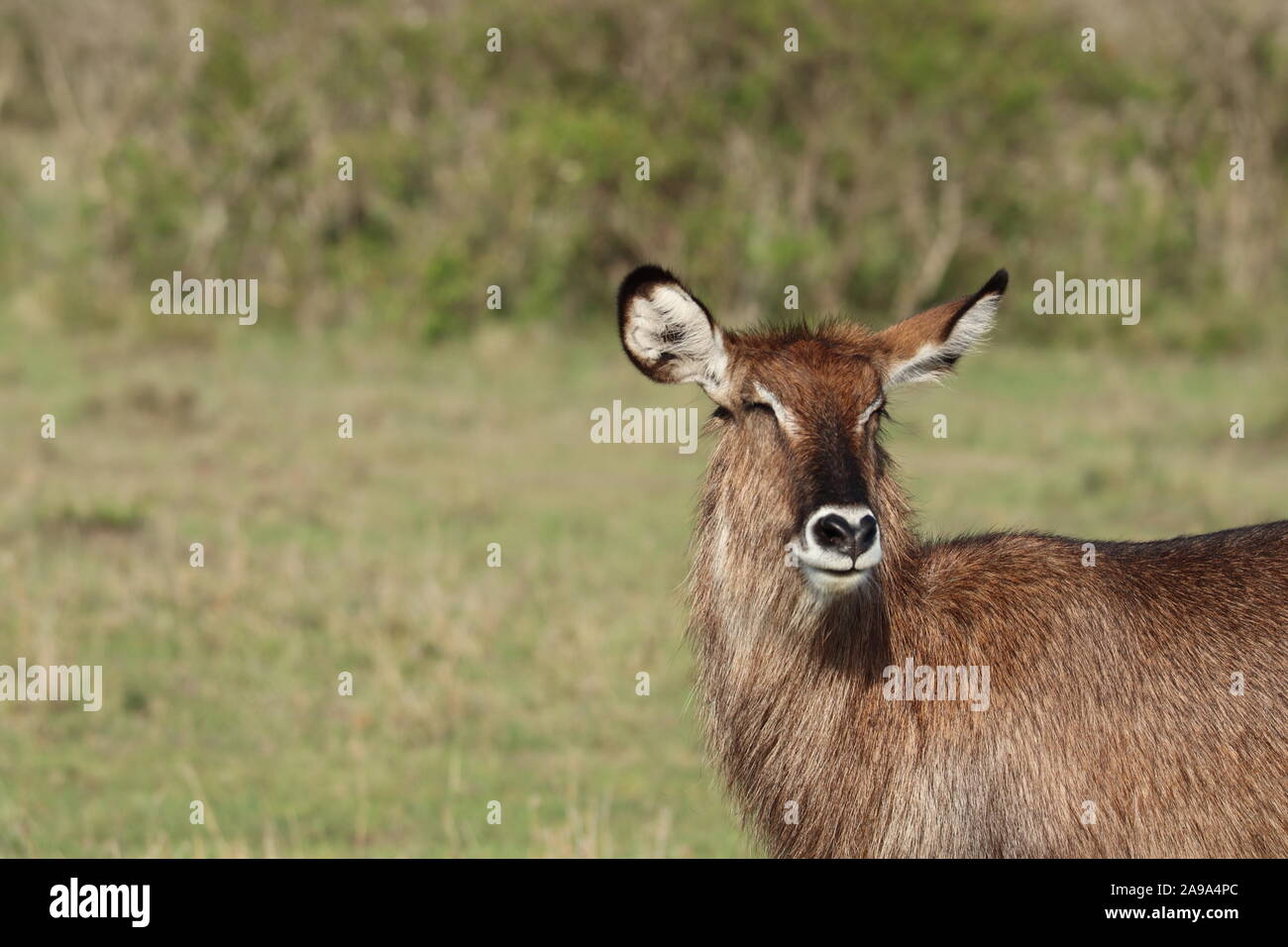 Waterbuck face closeup Stock Photo - Alamy