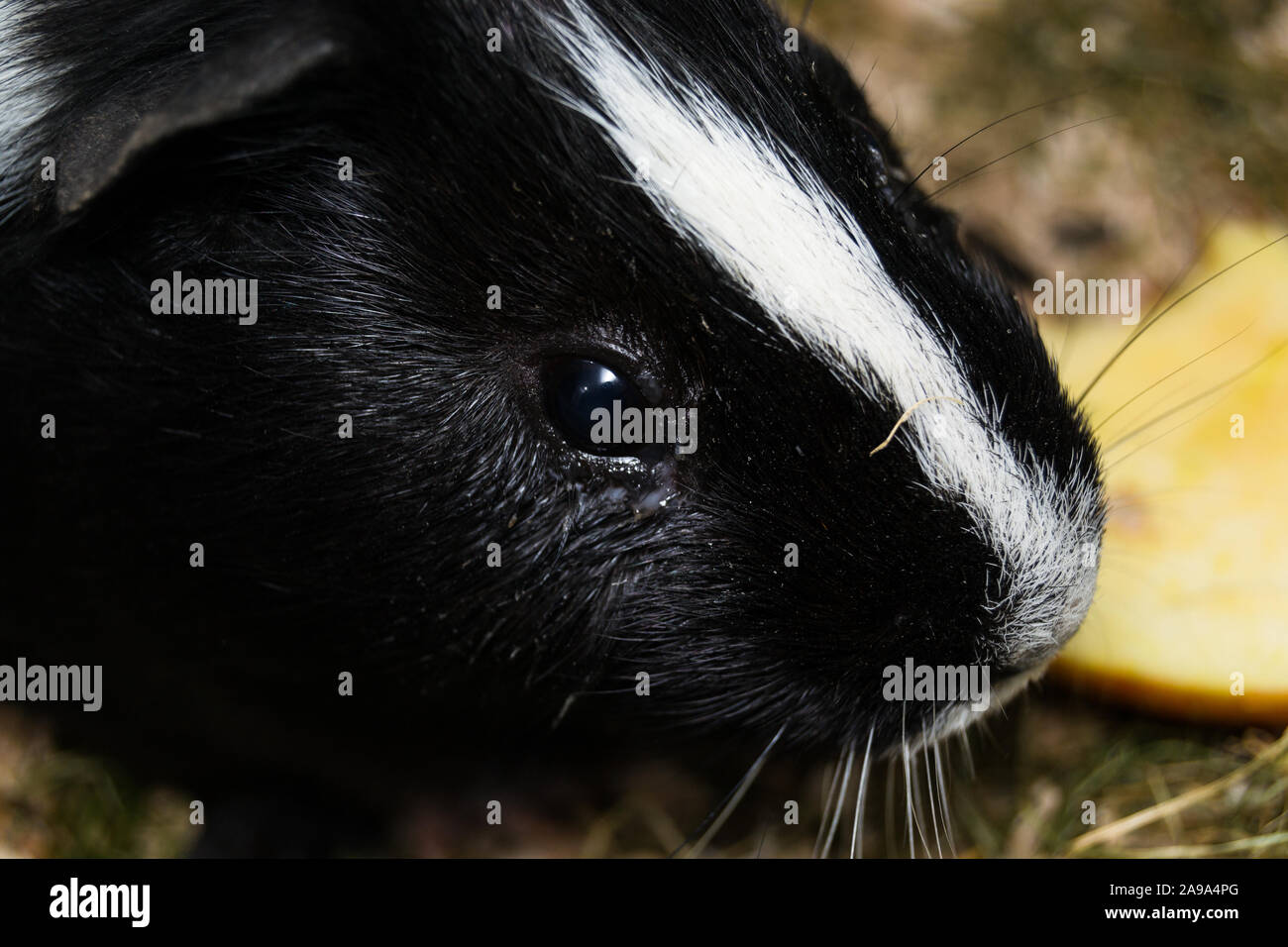 black and white Guinea pig with conjunctivitis Stock Photo - Alamy