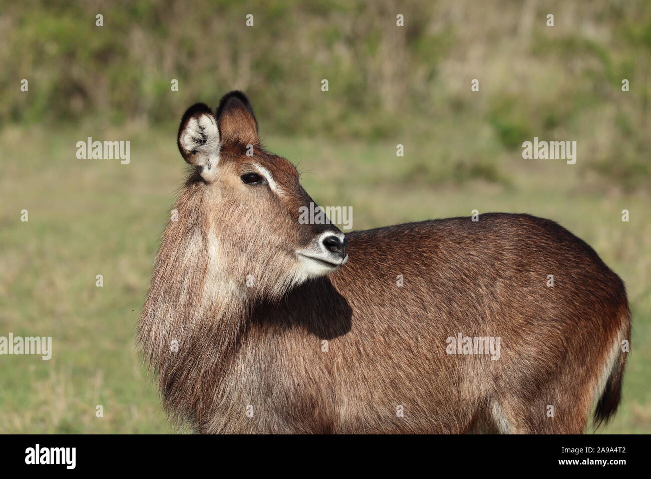 Waterbuck head hi-res stock photography and images - Alamy