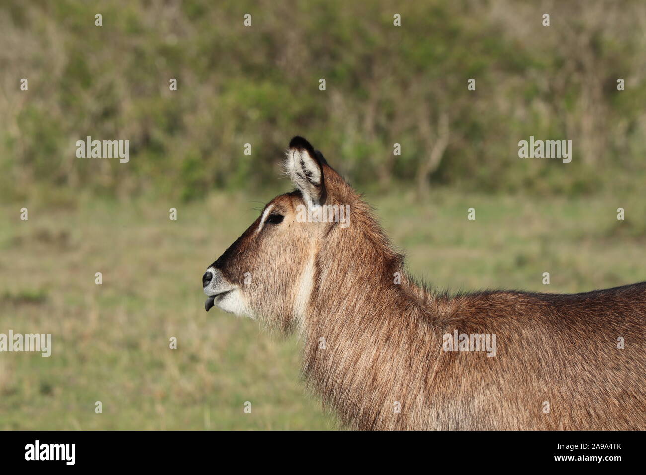 Waterbuck face closeup Stock Photo - Alamy