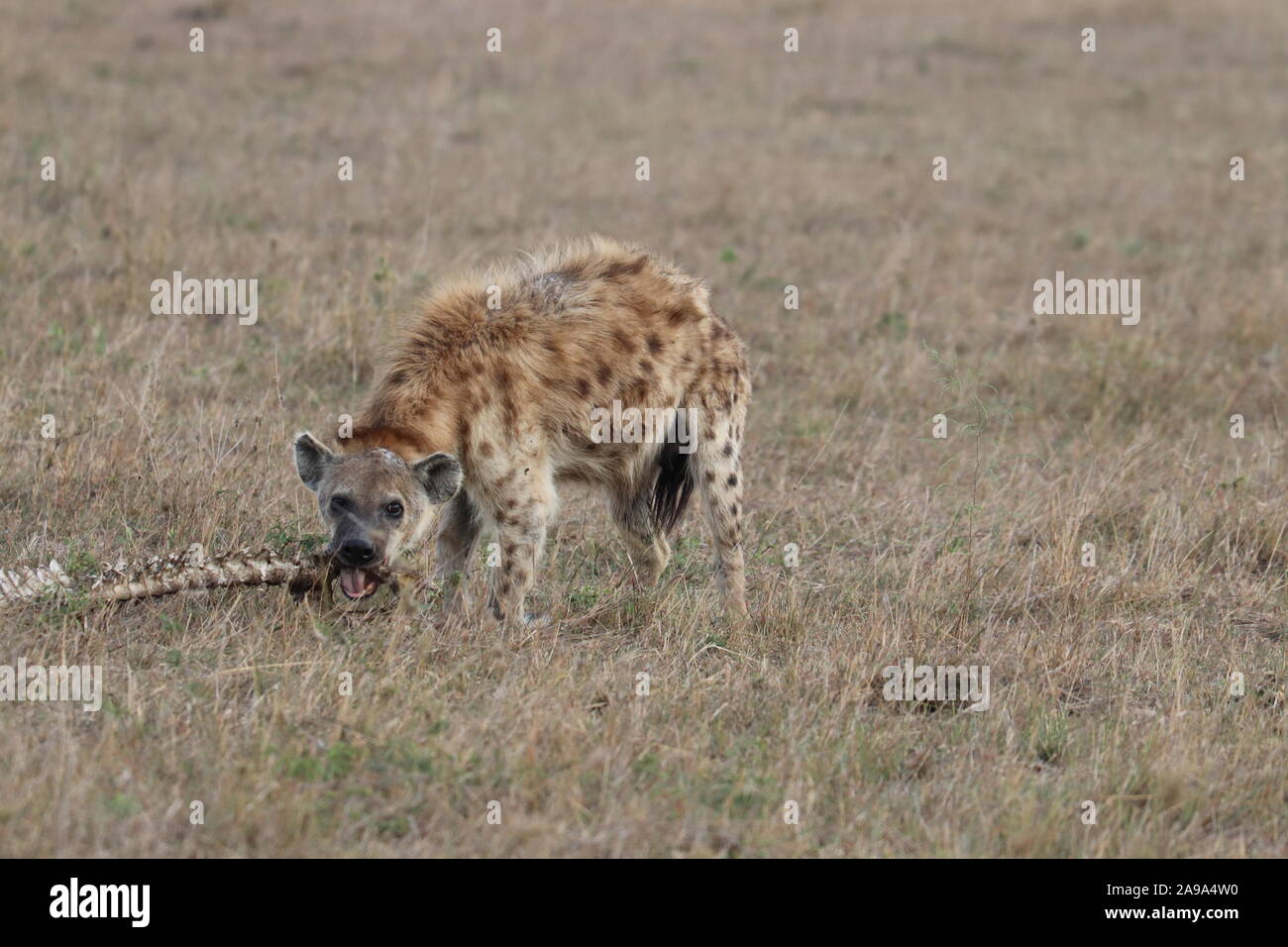 Spotted hyena feeding on old bones, in the african savannah Stock Photo ...