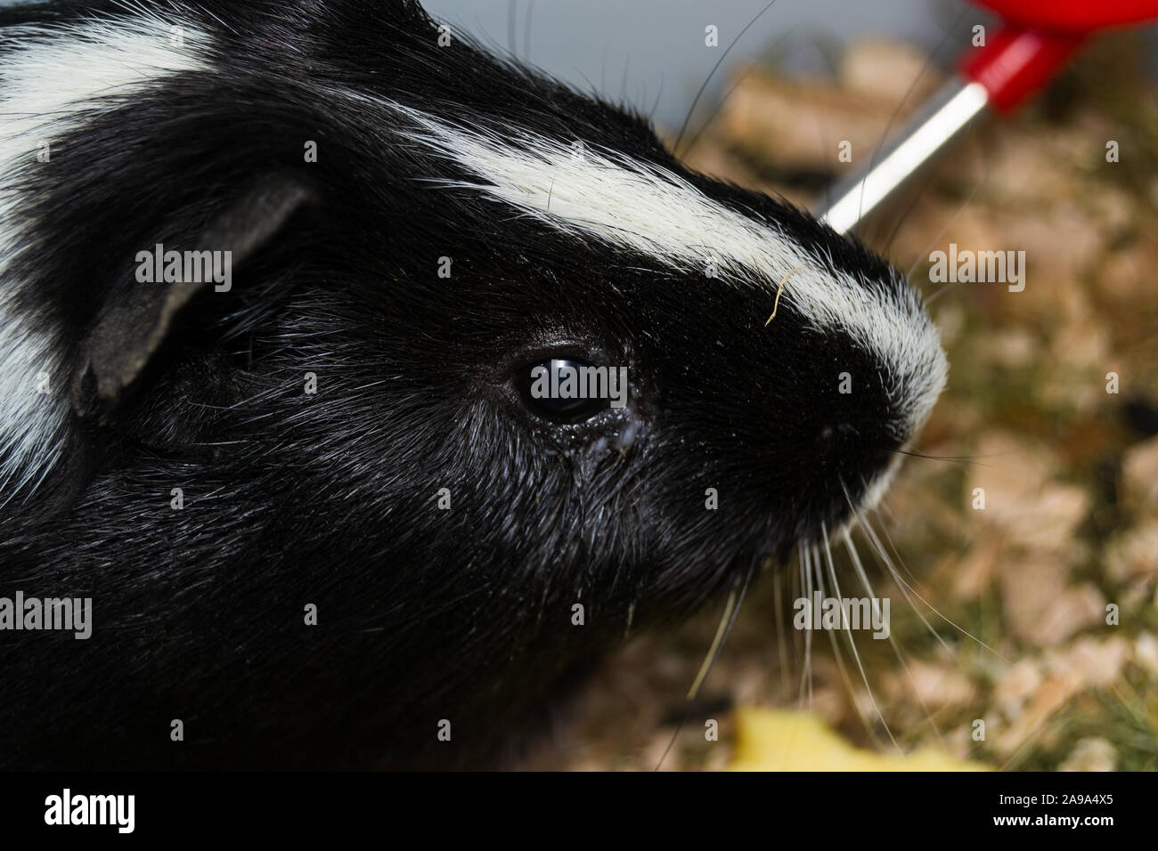 black and white Guinea pig with conjunctivitis Stock Photo - Alamy