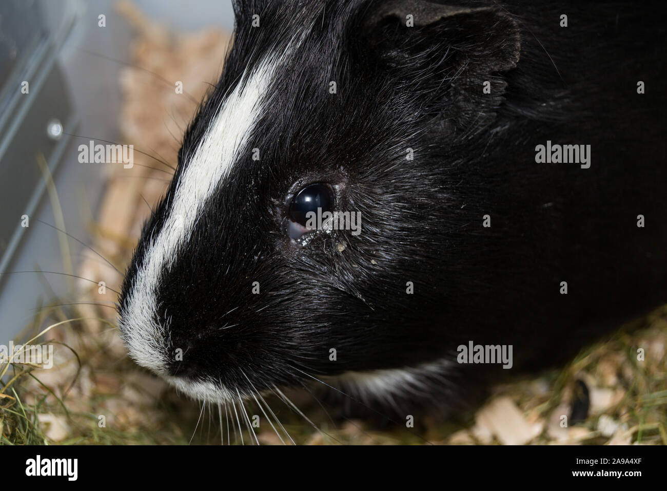 black and white Guinea pig with conjunctivitis Stock Photo - Alamy