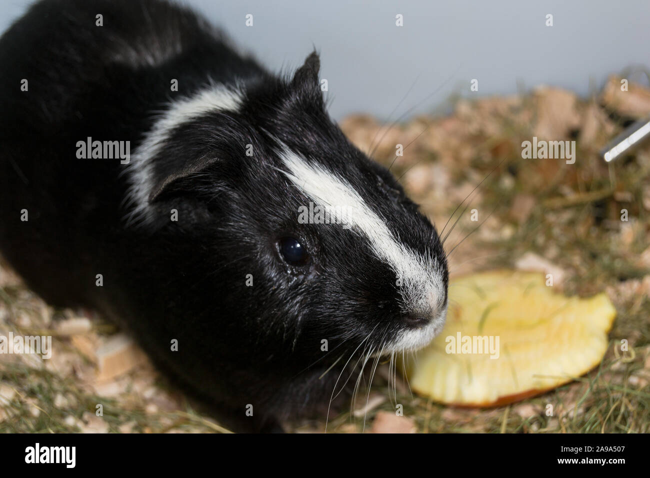 black and white Guinea pig with conjunctivitis Stock Photo - Alamy