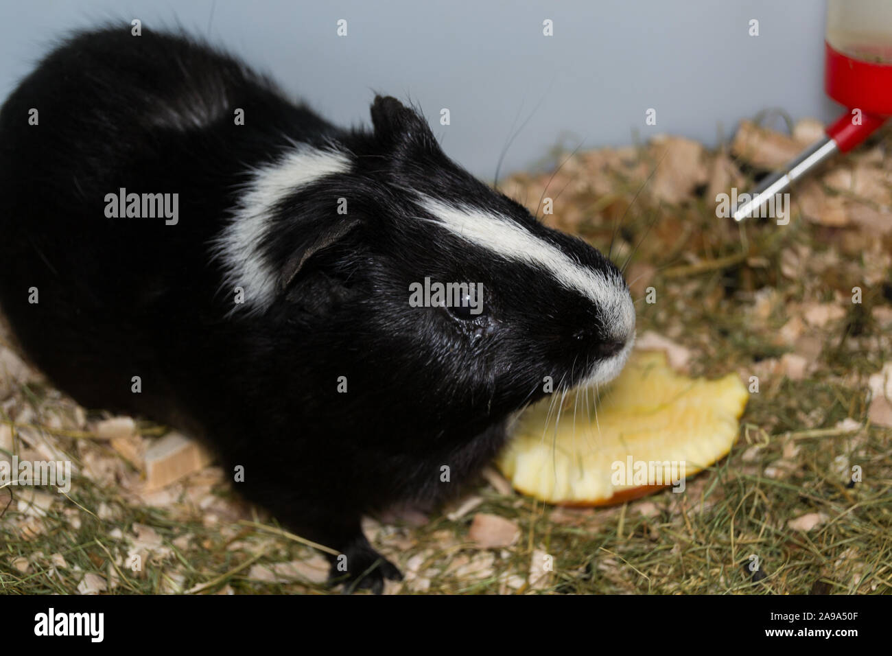 black and white Guinea pig with conjunctivitis Stock Photo - Alamy