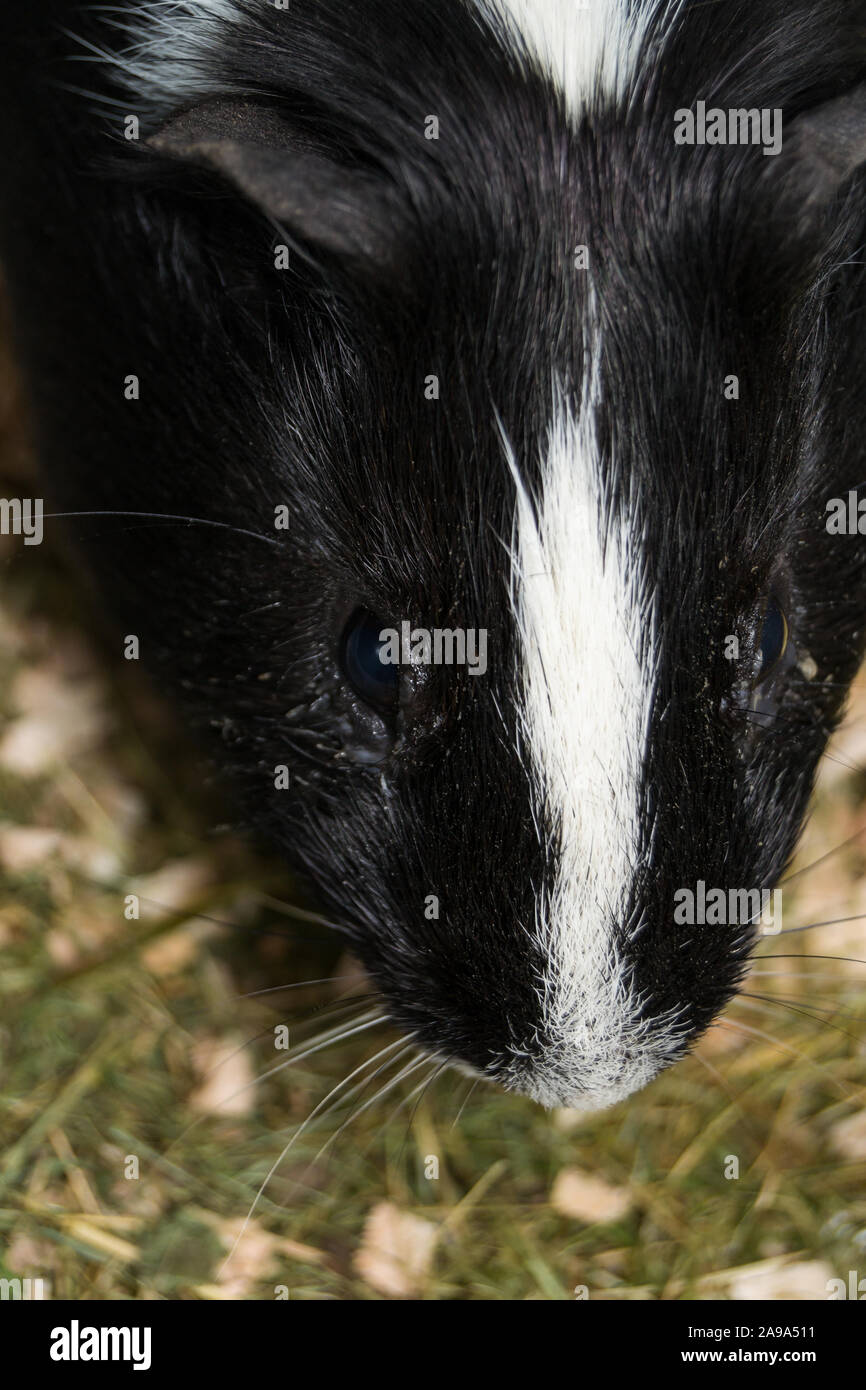black and white Guinea pig with conjunctivitis Stock Photo - Alamy