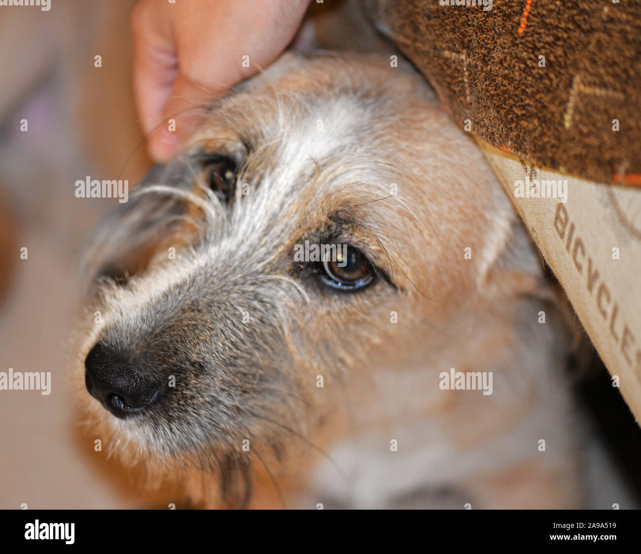 Griffon terrier hi-res stock photography and images - Alamy