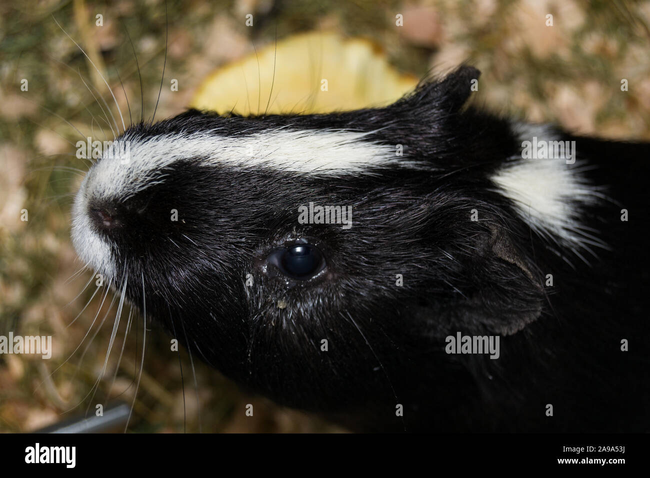 black and white Guinea pig with conjunctivitis Stock Photo - Alamy