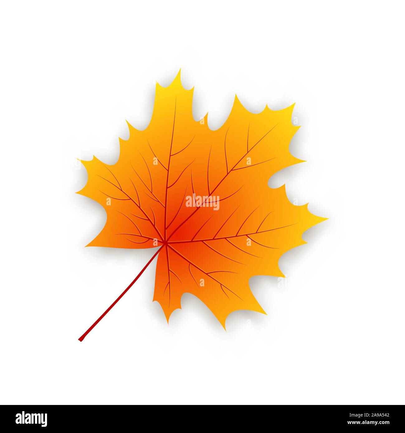 Autumn Maple leaf isolated on a white background. Vector illustration ...
