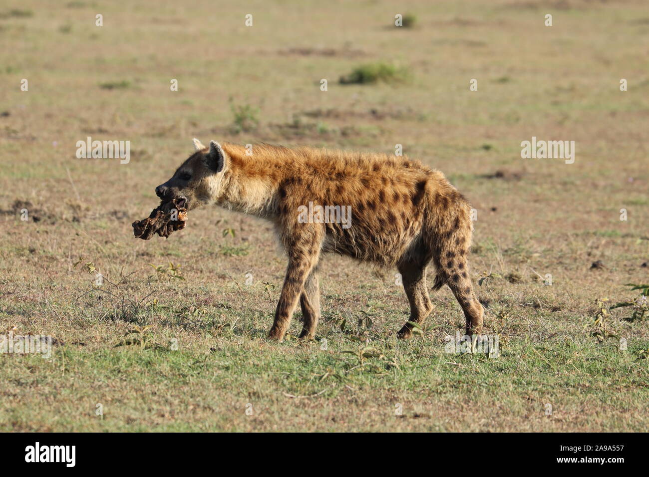Spotted hyena feeding on old bones, in the african savannah Stock Photo ...