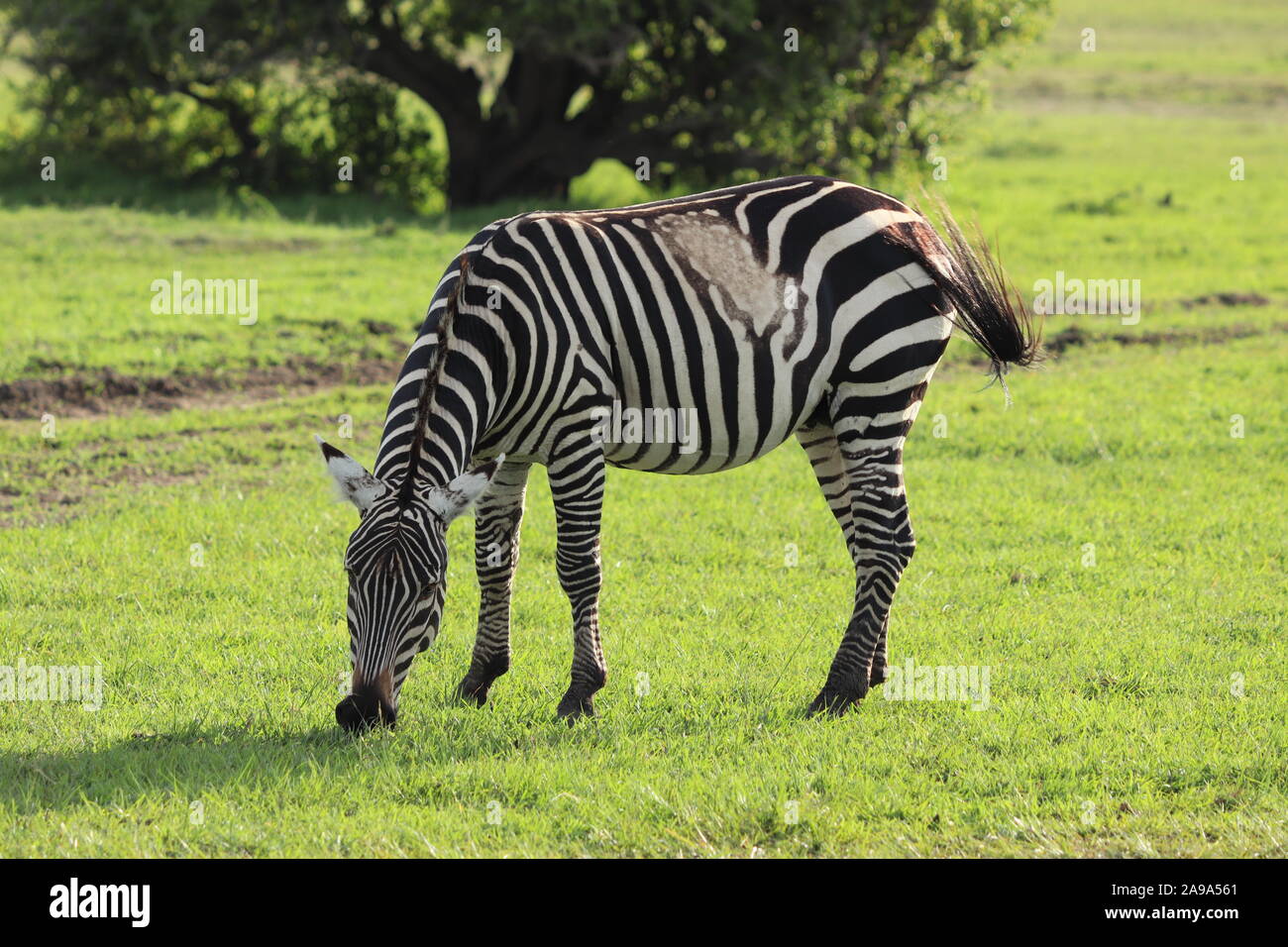 Zebra in the african savannah Stock Photo - Alamy