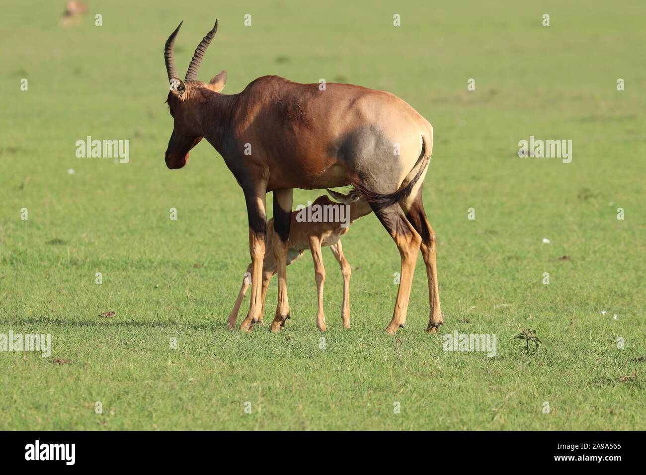 Baby topi and its mom in the african savannah Stock Photo - Alamy