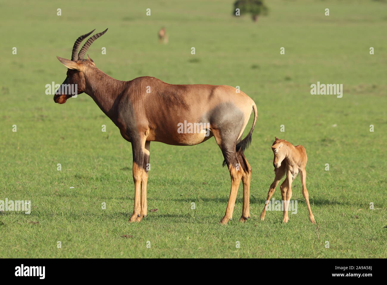 Baby Gazelle And Lion