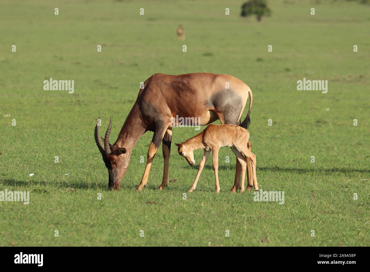 Baby topi and its mom in the african savannah Stock Photo - Alamy