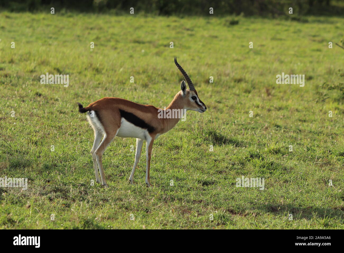 African gazelle hi-res stock photography and images - Alamy