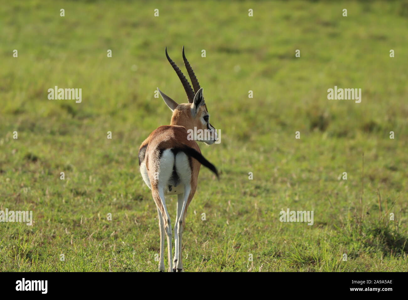 African gazelle hi-res stock photography and images - Alamy