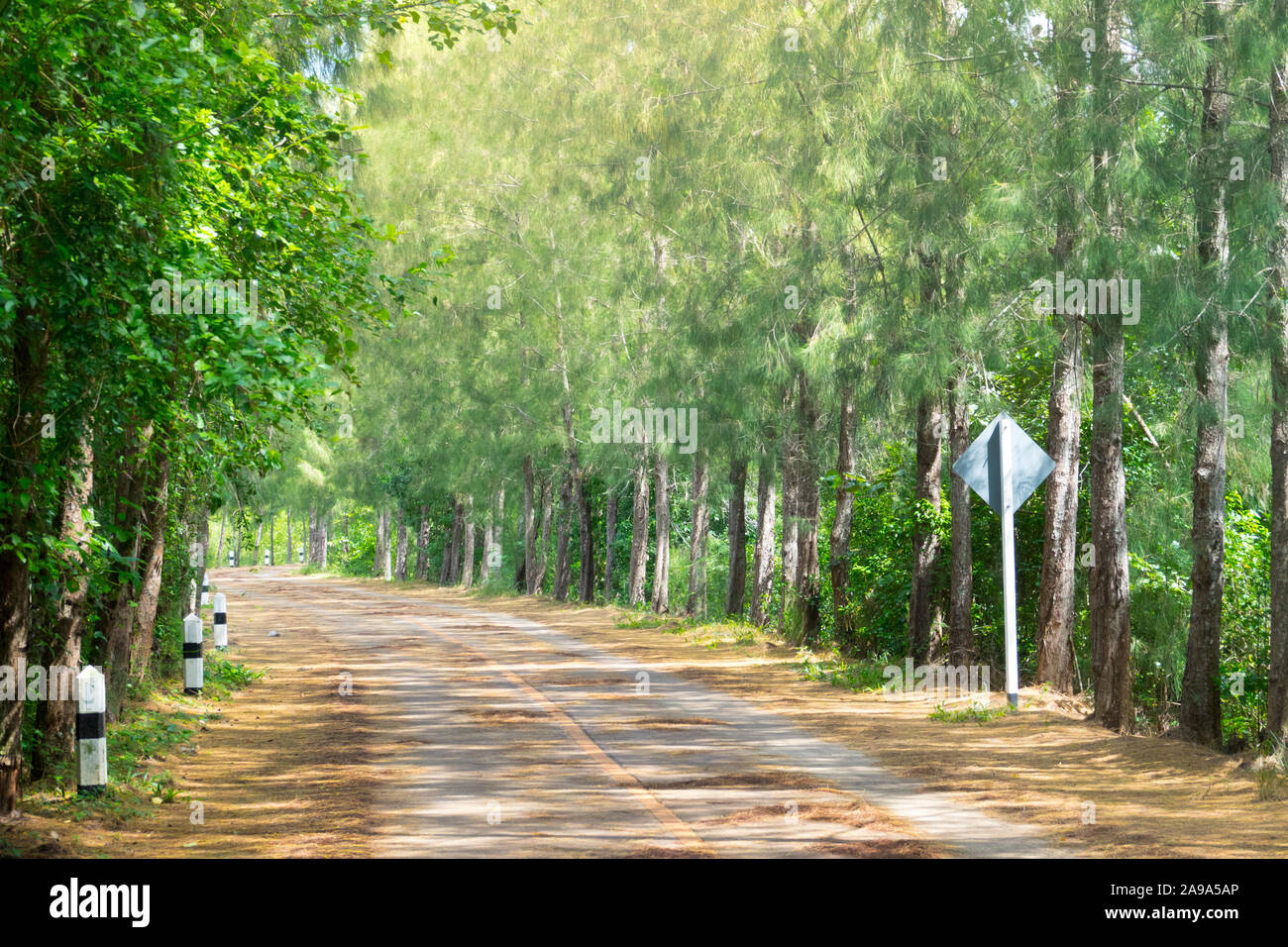 Countryside road with shady pine tree on side of the road in the ...