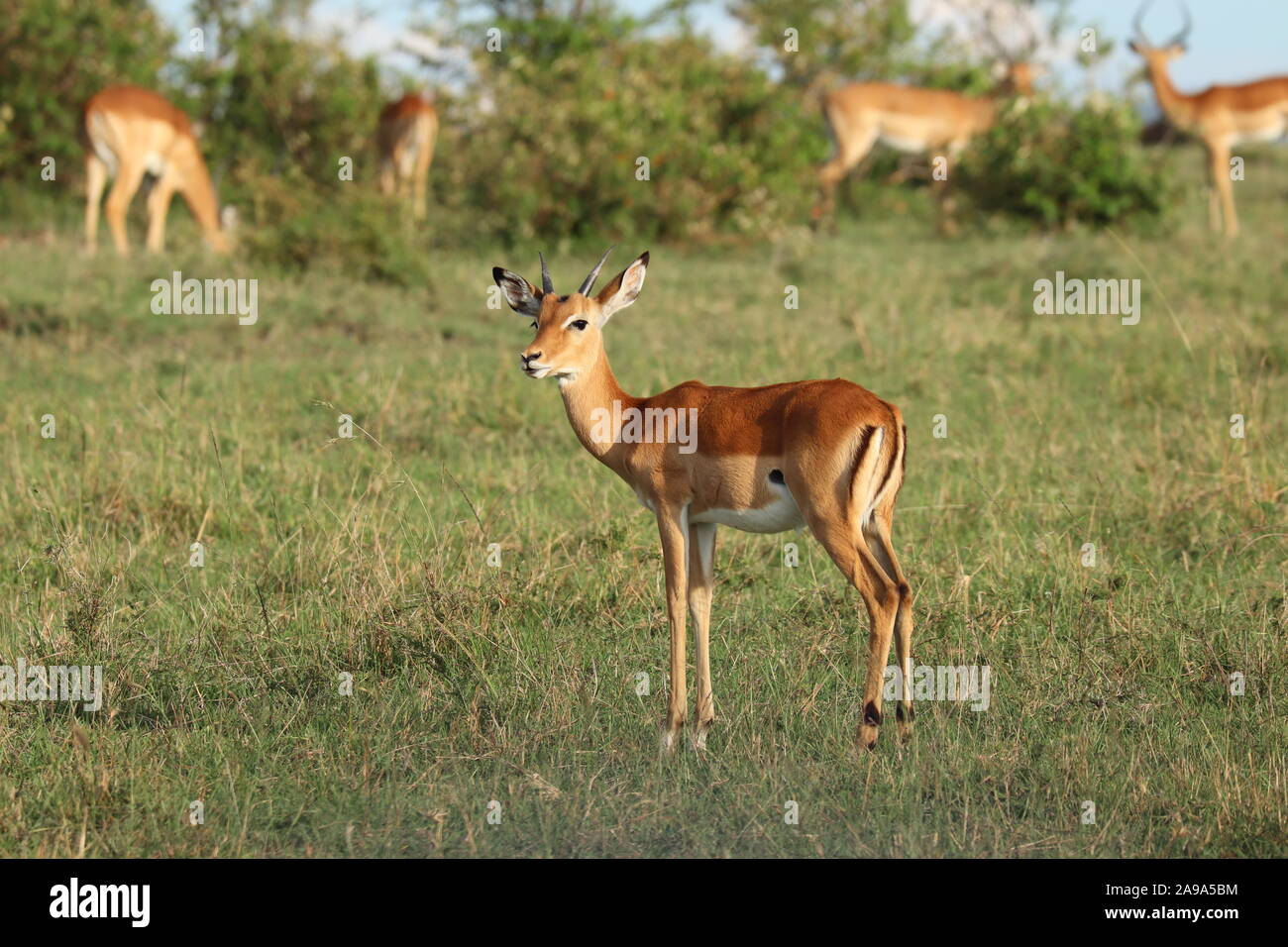 Impala in the african savannah Stock Photo - Alamy