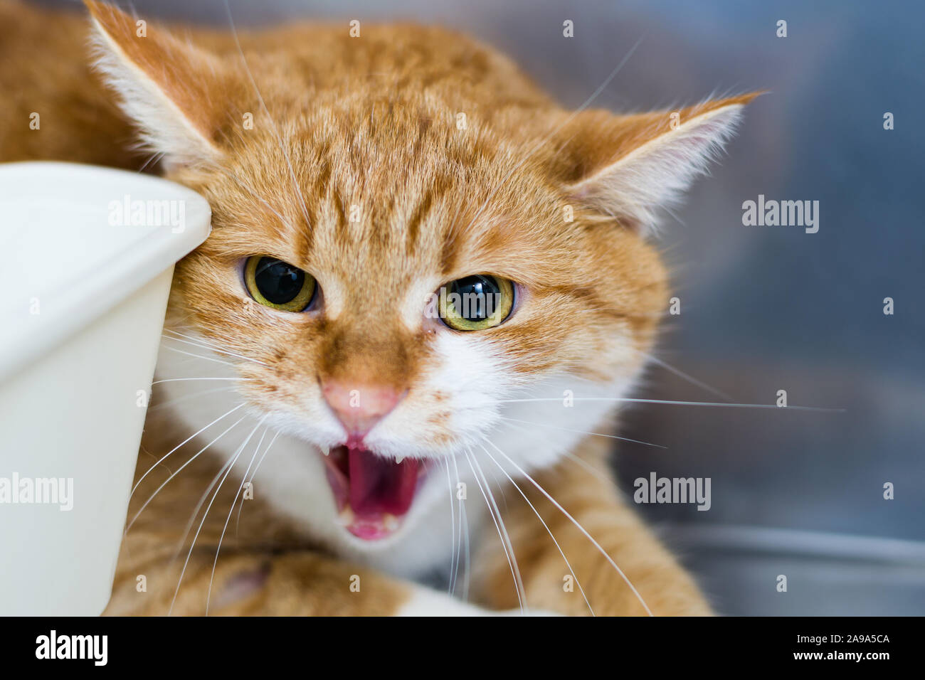 Aggressive cat hi-res stock photography and images - Alamy