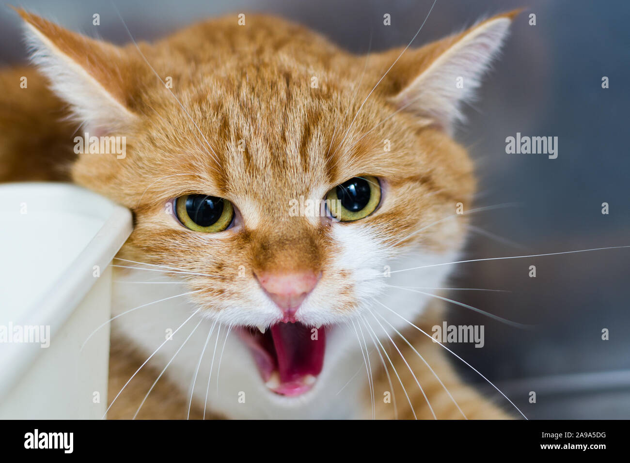 aggressive cat at the veterinary clinic in metallic cage Stock Photo ...