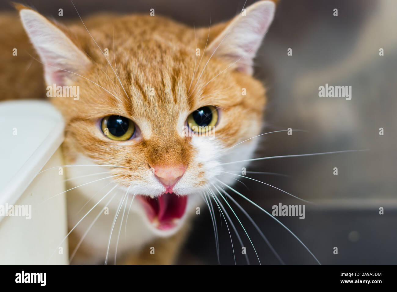 aggressive cat at the veterinary clinic in metallic cage Stock Photo ...
