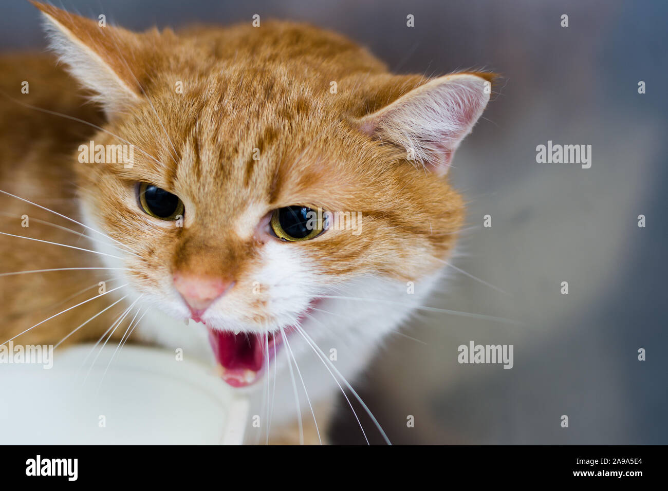 Aggressive cat hi-res stock photography and images - Alamy