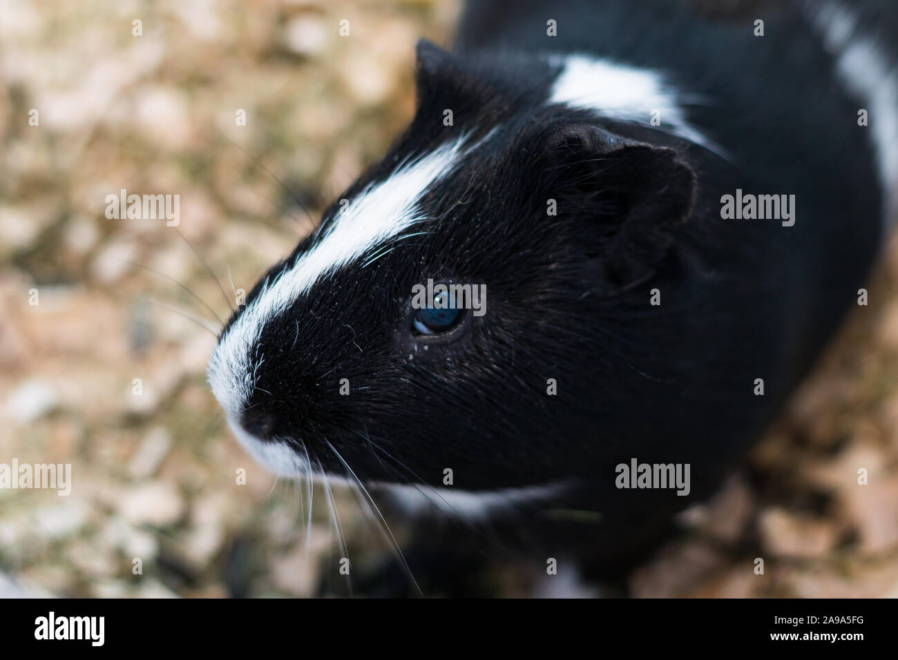 black and white Guinea pig with conjunctivitis Stock Photo - Alamy