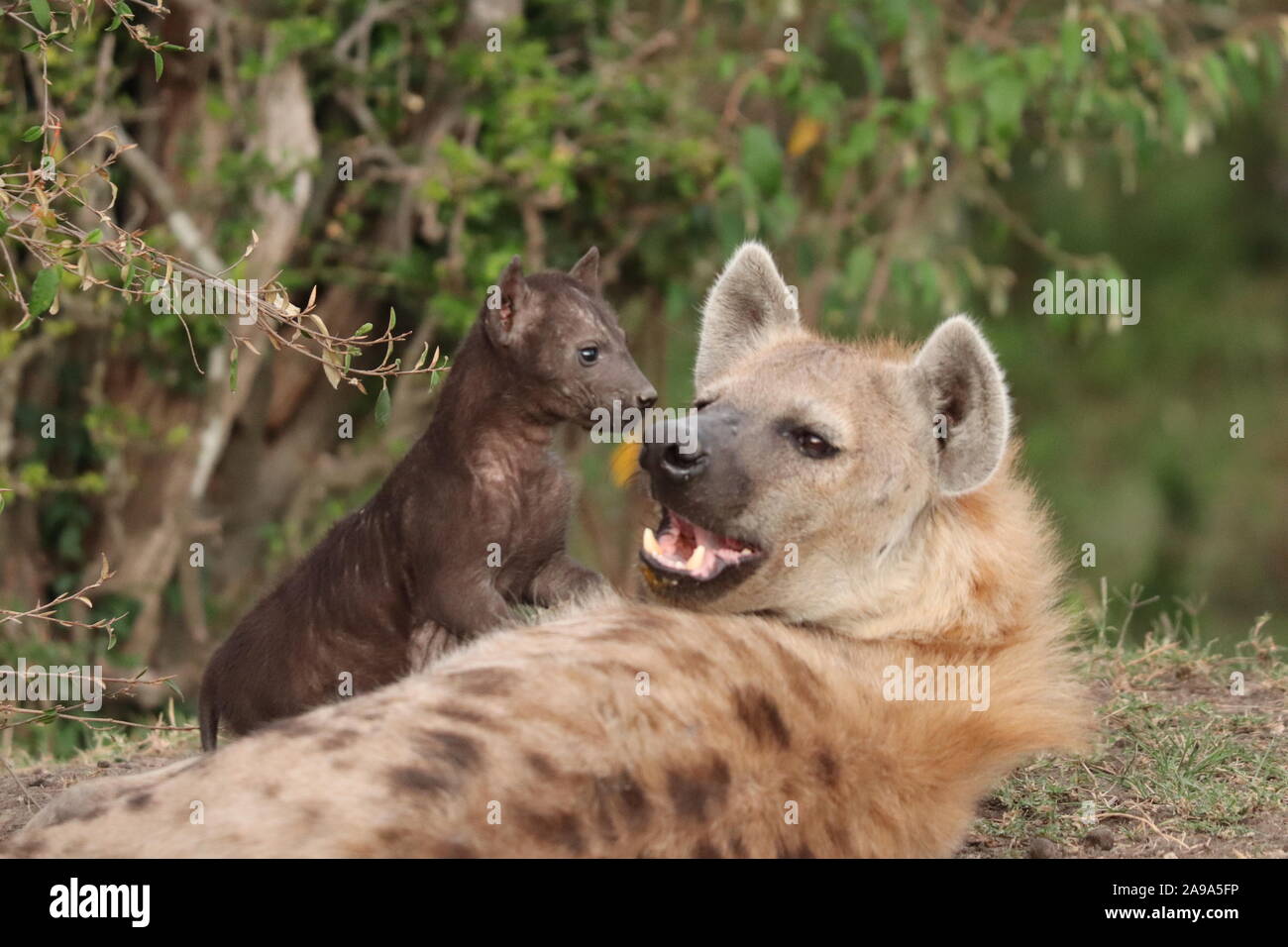 Spotted hyena mom and her cub in the african savannah Stock Photo - Alamy