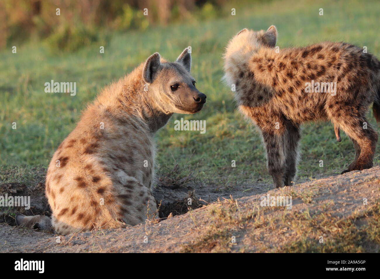 Hyena female hi-res stock photography and images - Alamy