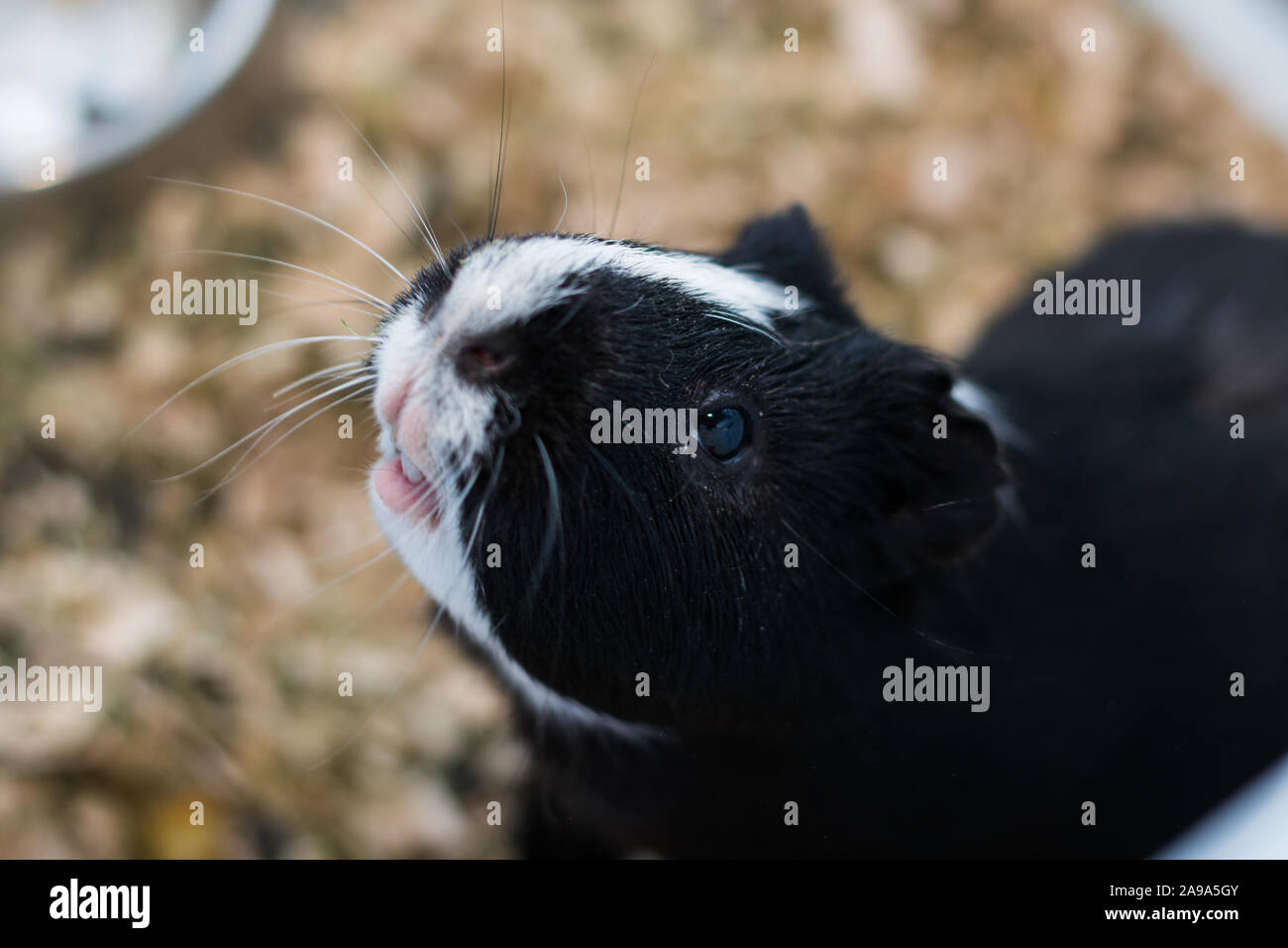 black and white Guinea pig with conjunctivitis Stock Photo - Alamy