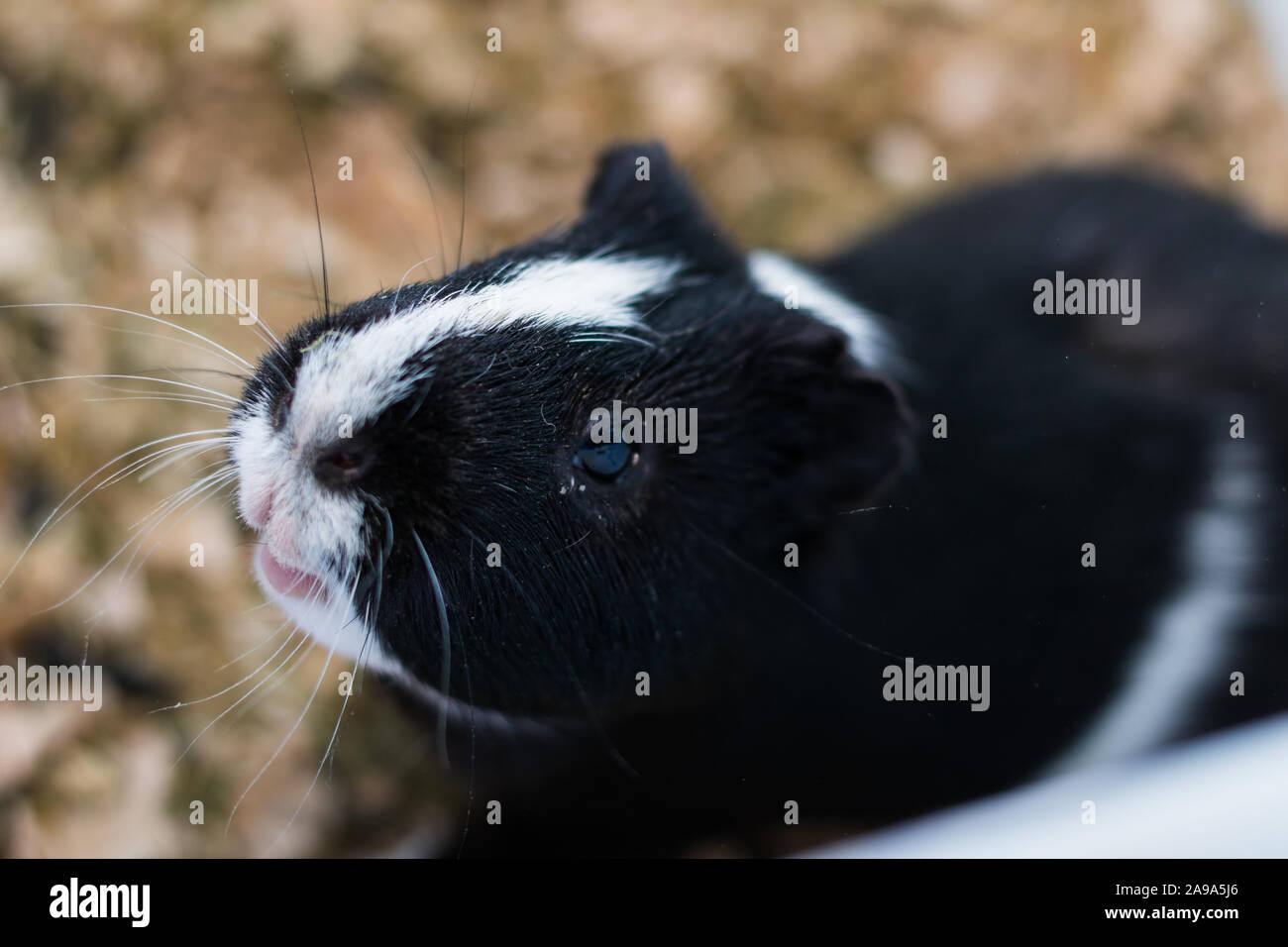 black and white Guinea pig with conjunctivitis Stock Photo - Alamy