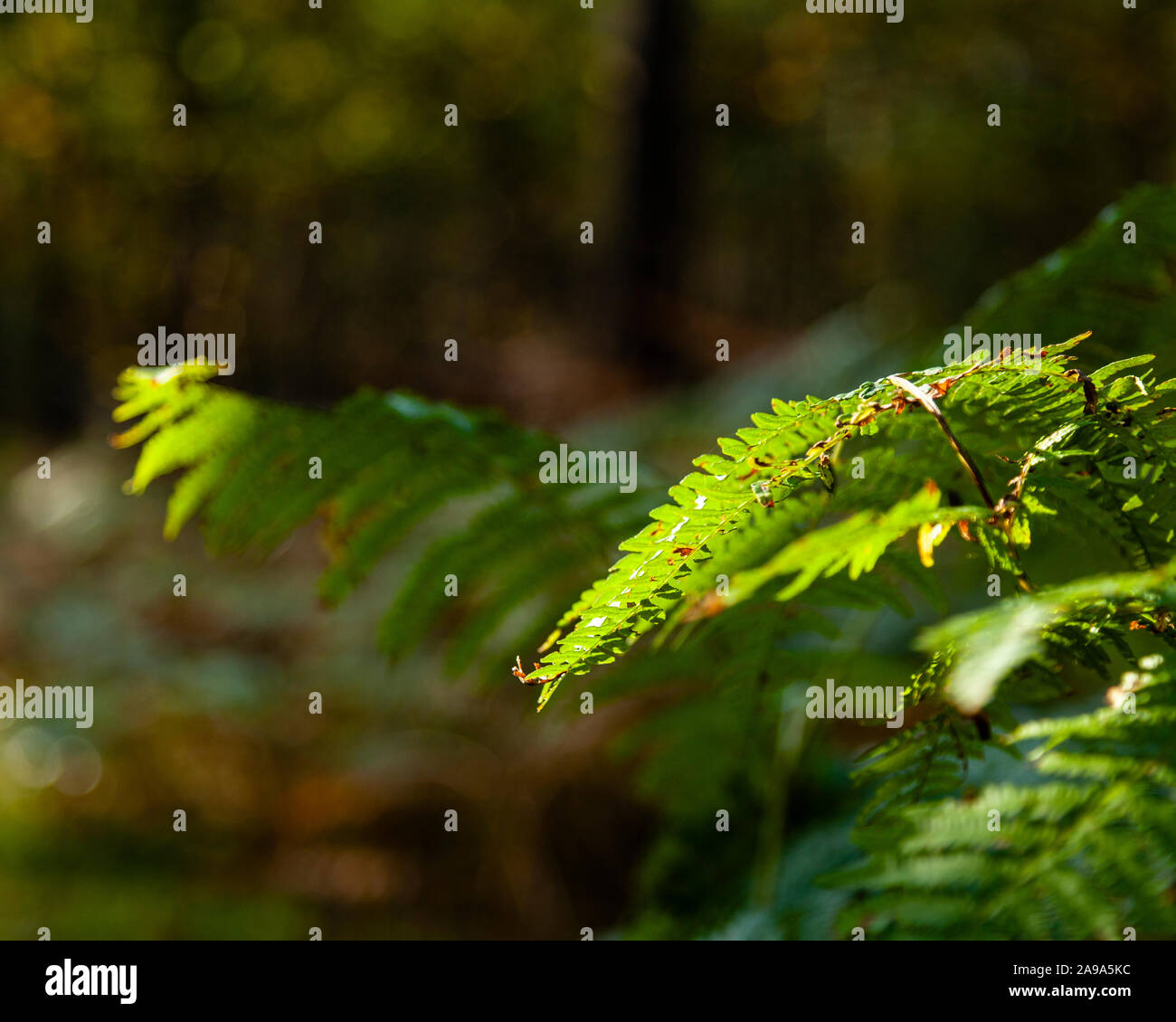 English landscape bracken hi-res stock photography and images - Alamy