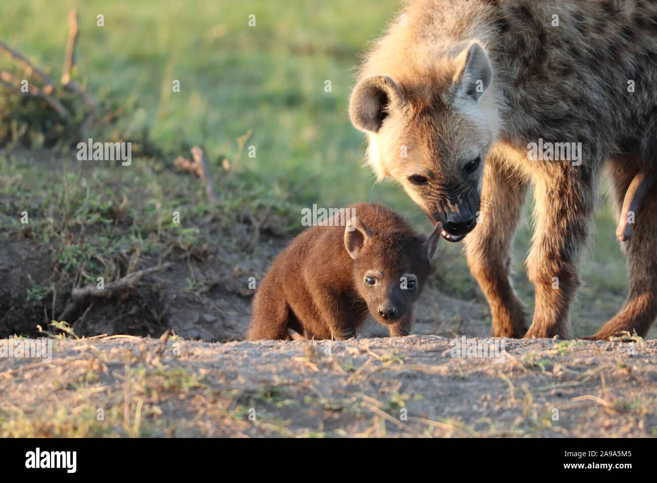 Baby hyena hi-res stock photography and images - Alamy