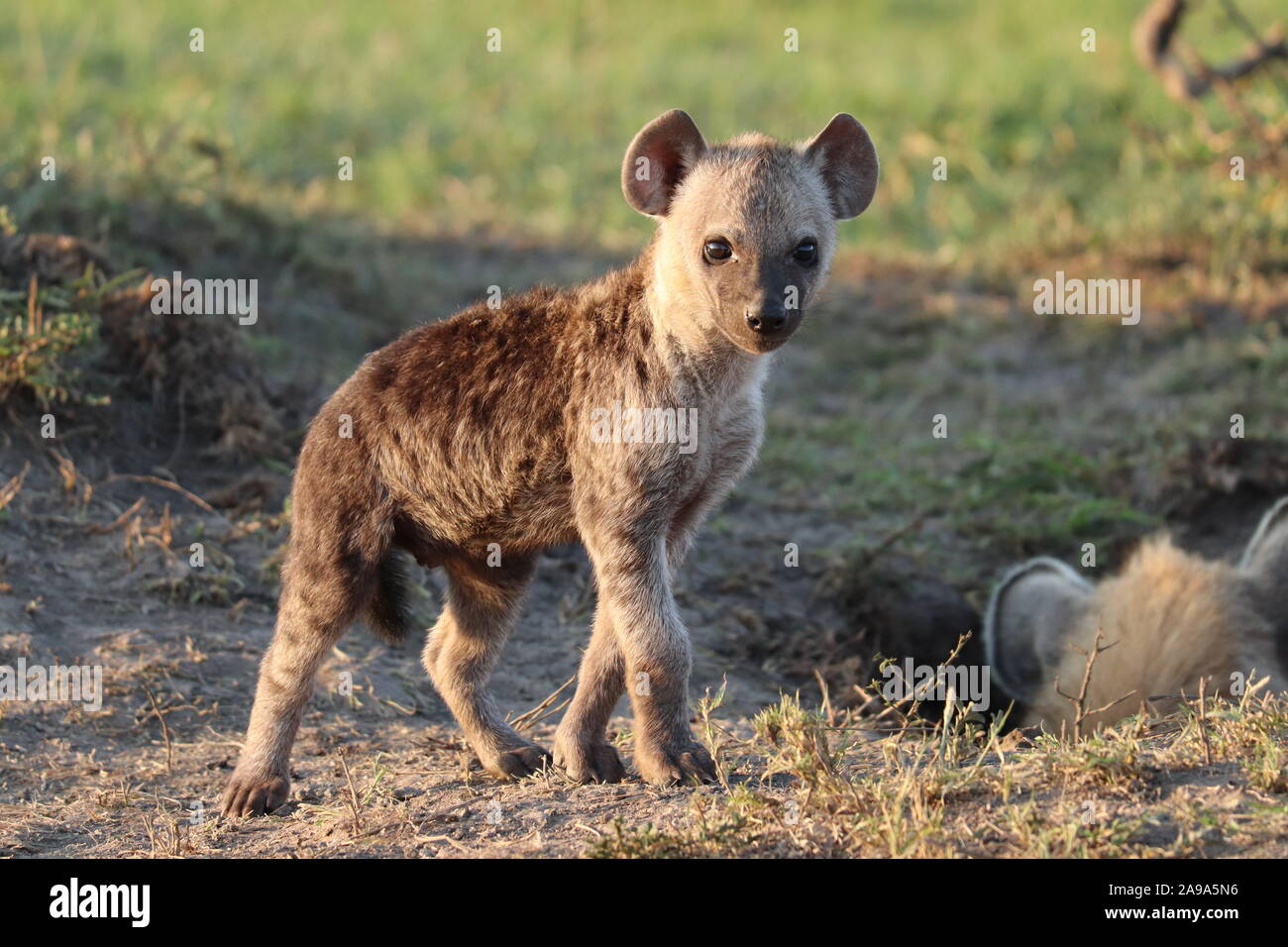 Baby Laughing Hyena