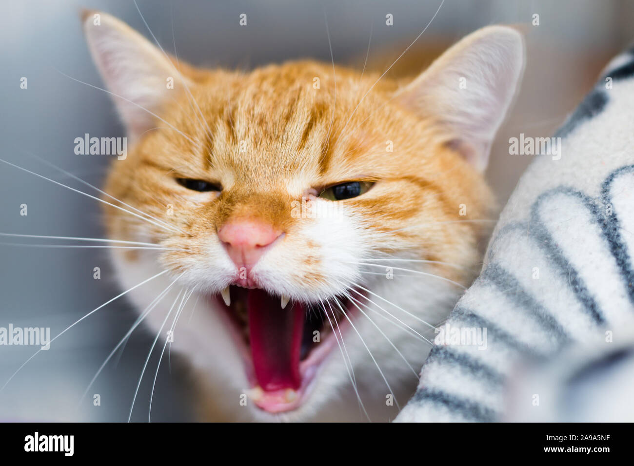 aggressive cat at the veterinary clinic in metallic cage Stock Photo ...