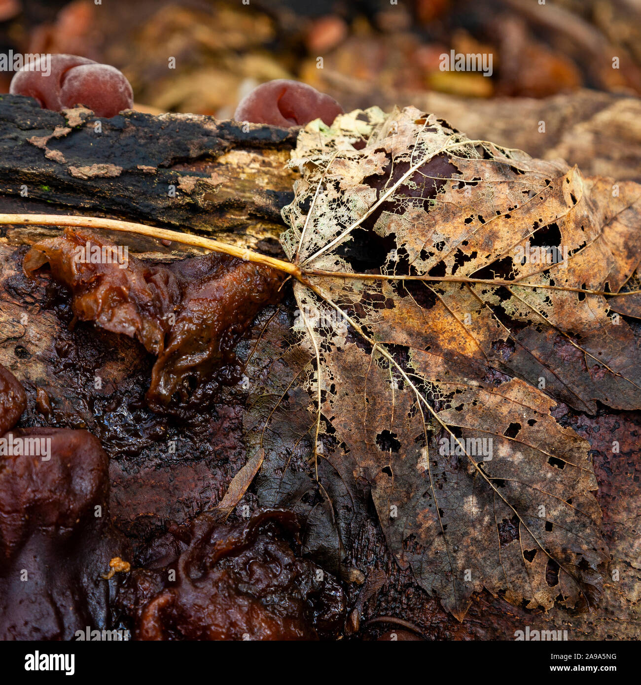 Woodland textures hi-res stock photography and images - Alamy