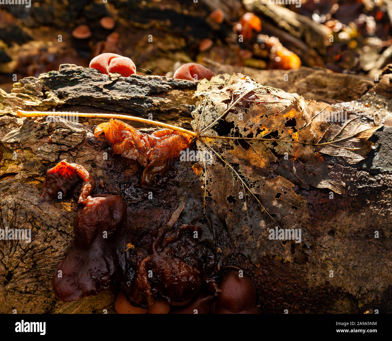 Rotting leaf hi-res stock photography and images - Alamy