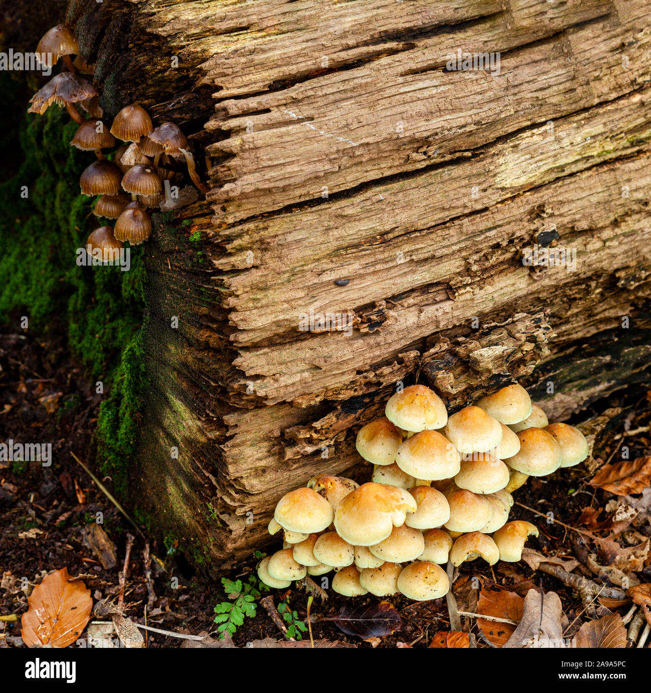 mixed fungi on a log on woodland floor Stock Photo - Alamy