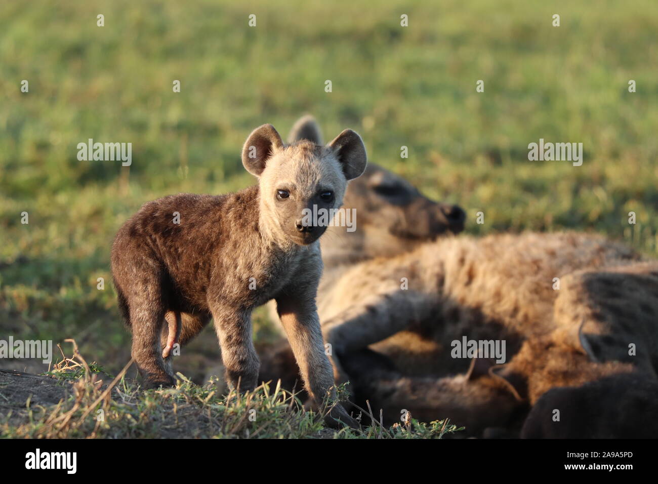 Baby Laughing Hyena