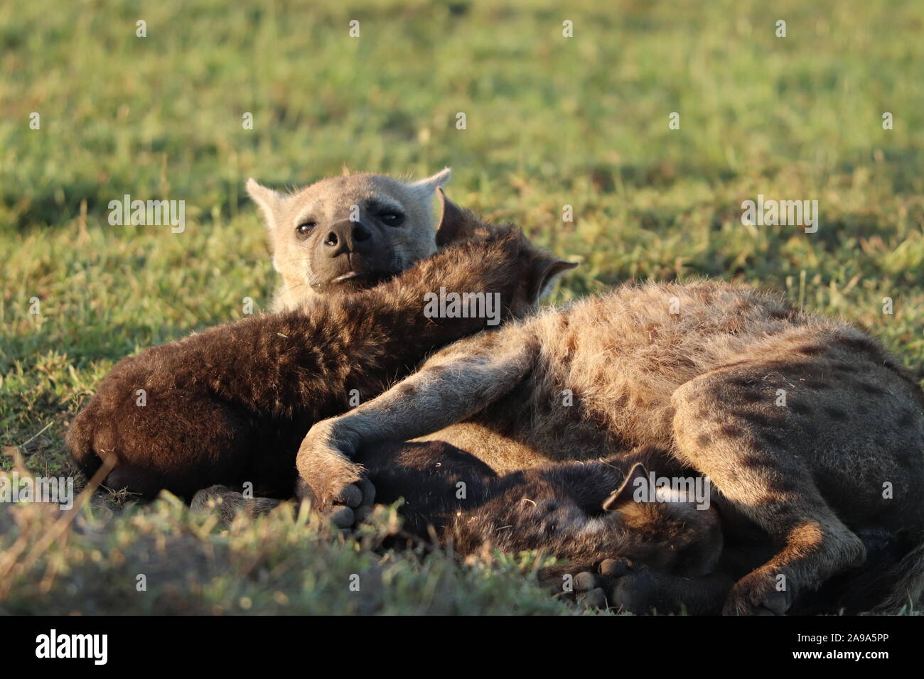 Spotted hyena mom and her cub in the african savannah Stock Photo - Alamy