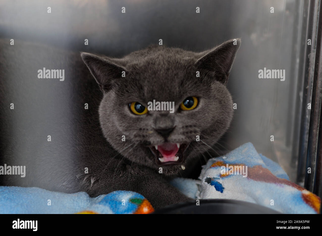 aggressive cat at the veterinary clinic in metallic cage Stock Photo ...