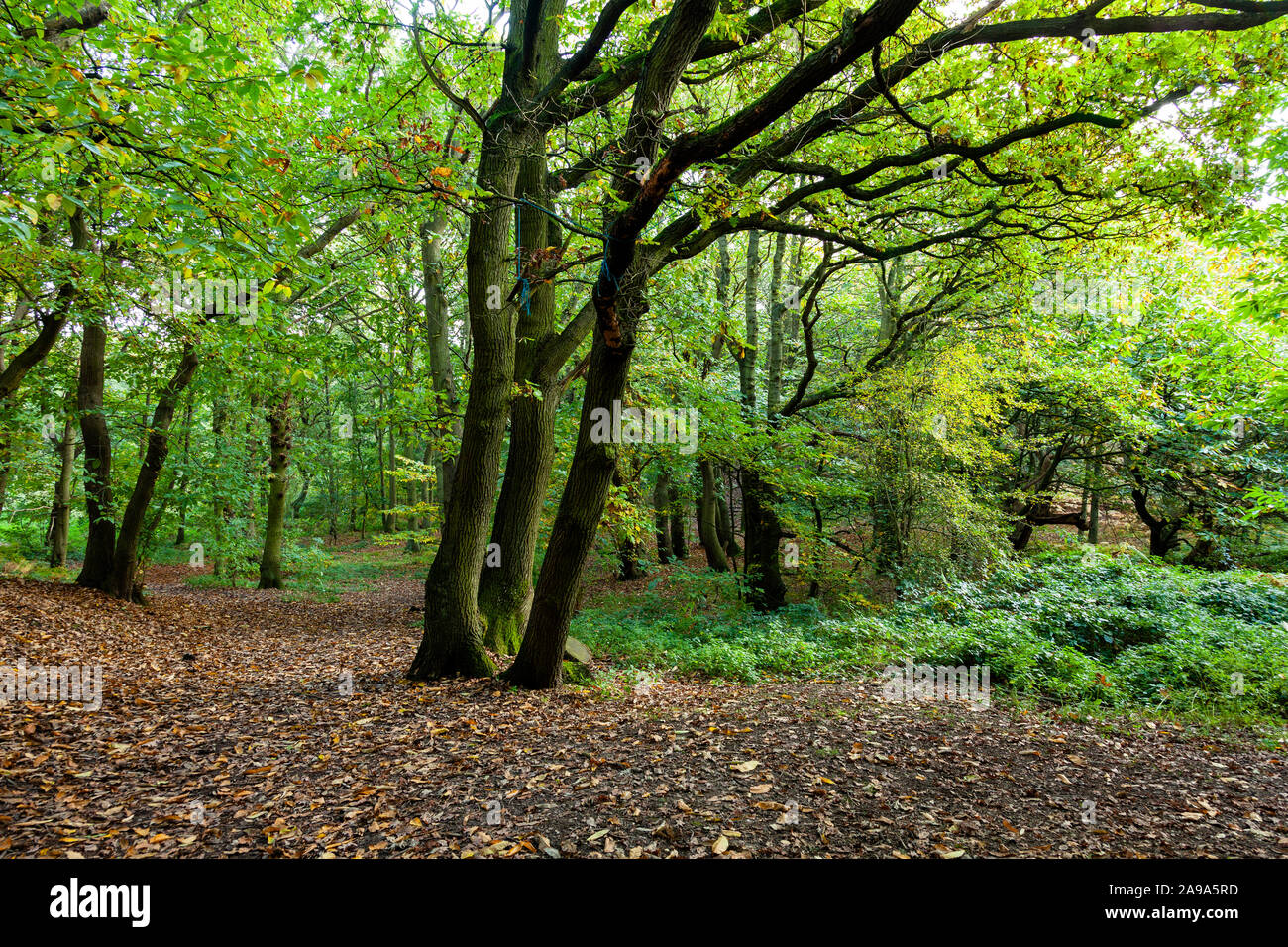 Woods woodland outside hi-res stock photography and images - Alamy