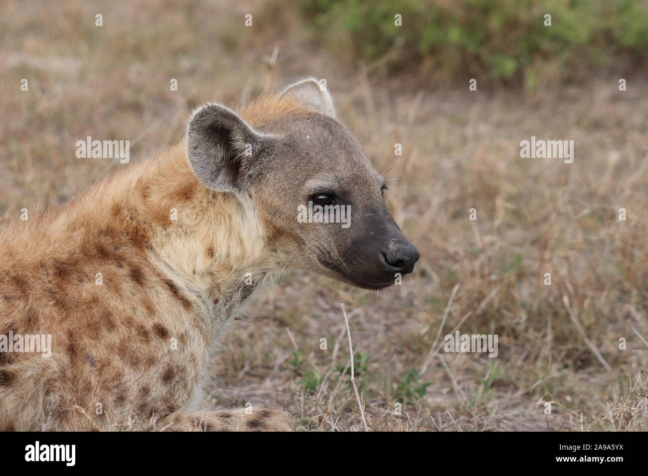 Spotted hyena face closeup Stock Photo - Alamy